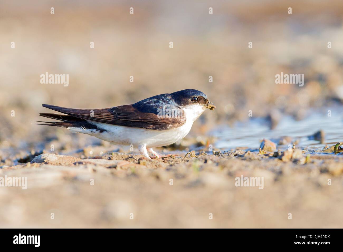common house martin (Delichon urbica, Delichon urbicum), collecting ...