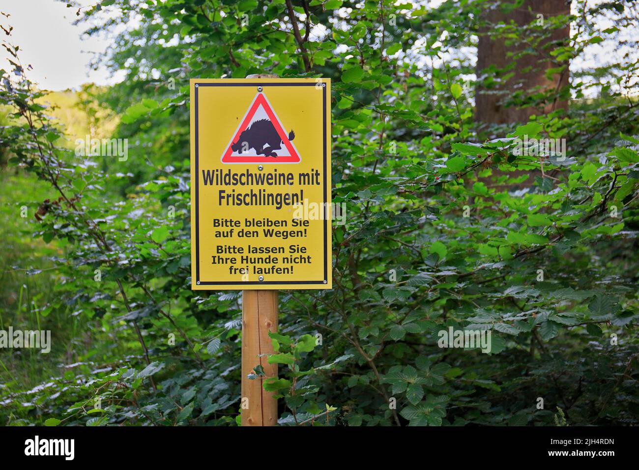 wild boar, pig, wild boar (Sus scrofa), warning sign to beware of wild ...
