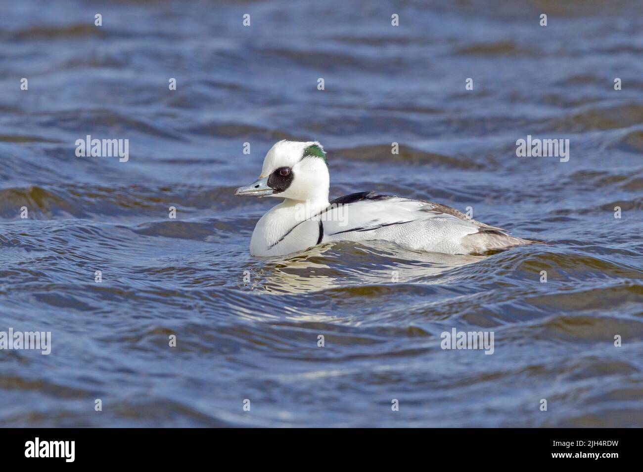 smew (Mergellus albellus, Mergus albellus), swimming drake, side view ...