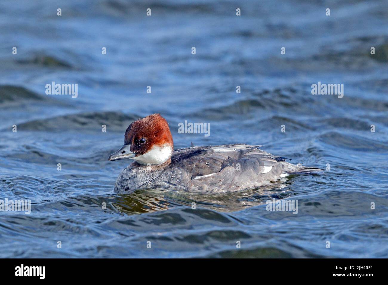 smew (Mergellus albellus, Mergus albellus), swimming female, side view ...