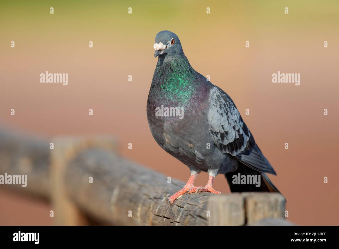 domestic pigeon, feral pigeon (Columba livia f. domestica), perched on ...