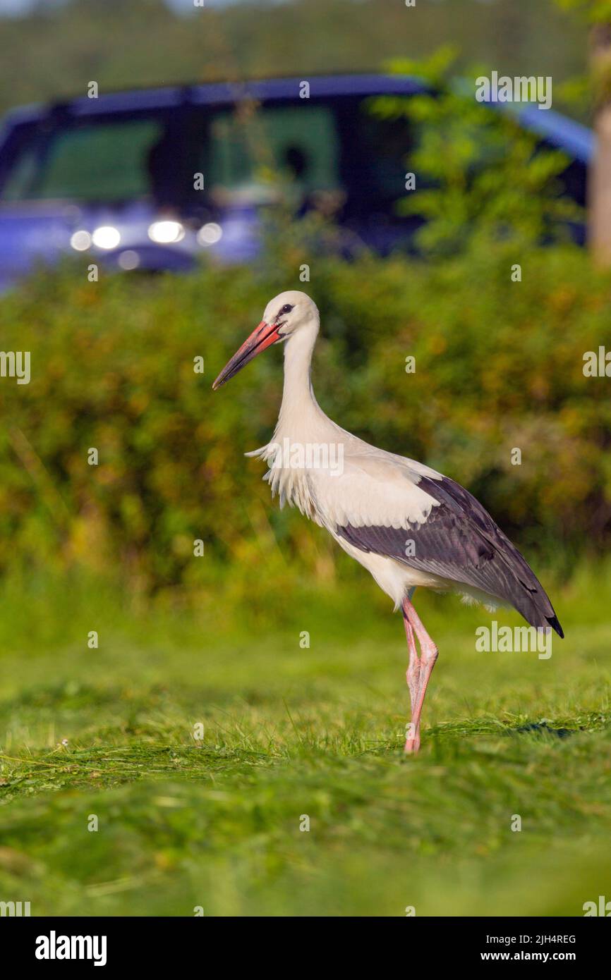 white stork (Ciconia ciconia), standing in a meadow, side view, Germany ...