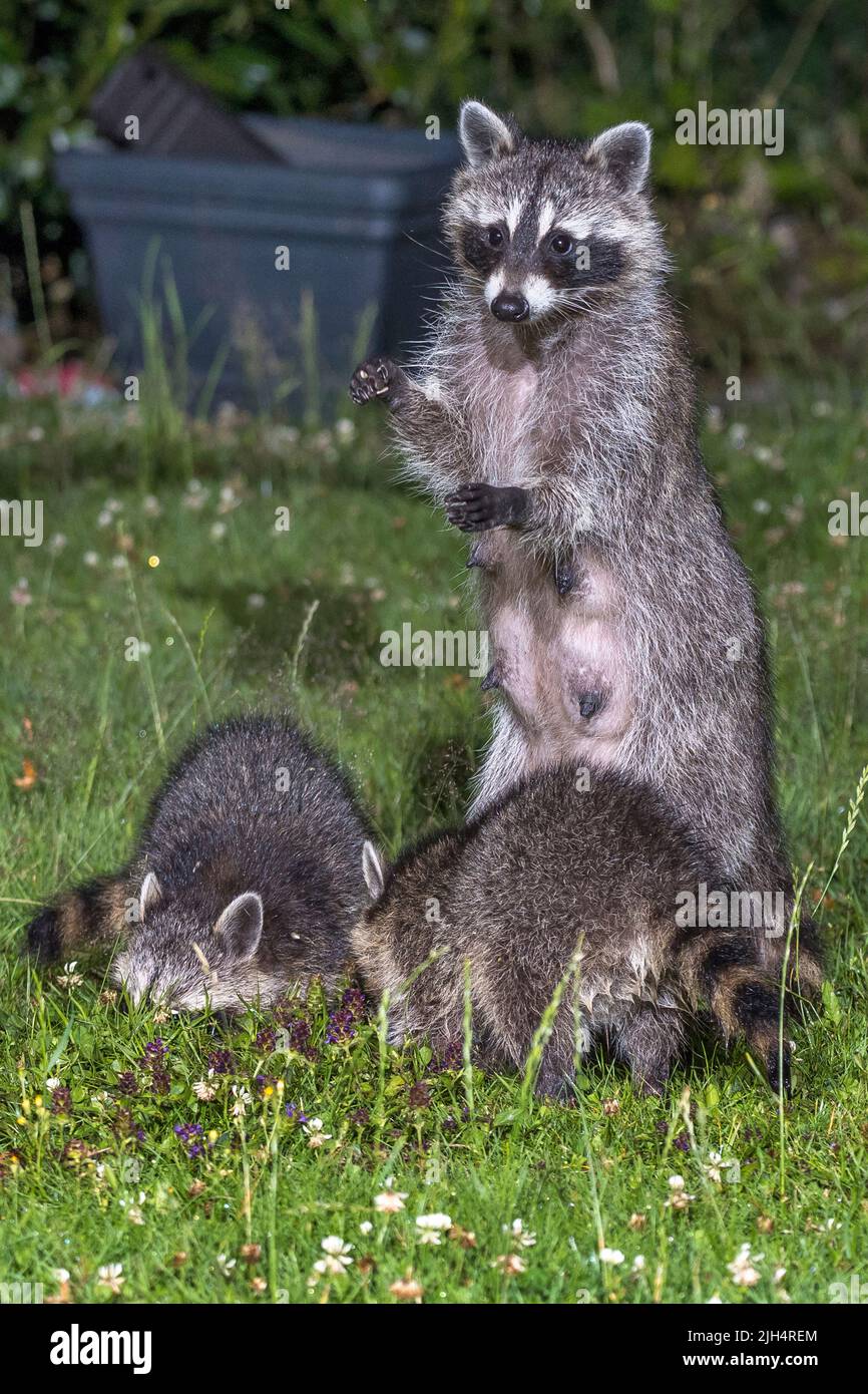 common raccoon (Procyon lotor), female with two puppies in a meadow ...