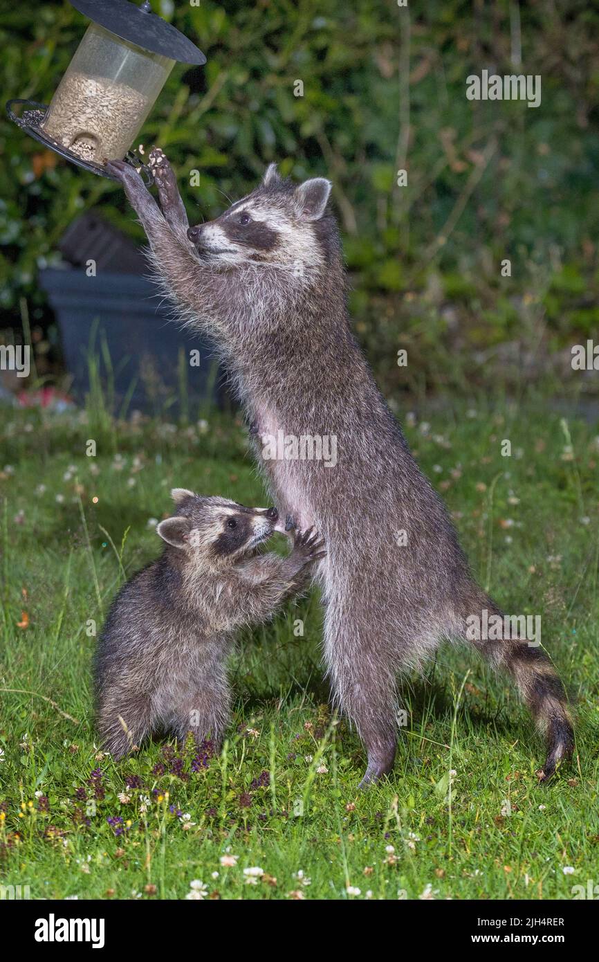common raccoon (Procyon lotor), female with young animal at a feeding ...