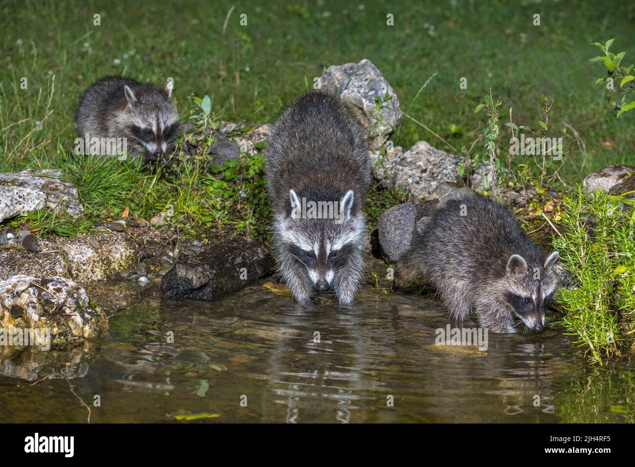 common raccoon (Procyon lotor), female with two puppies at a garden ...
