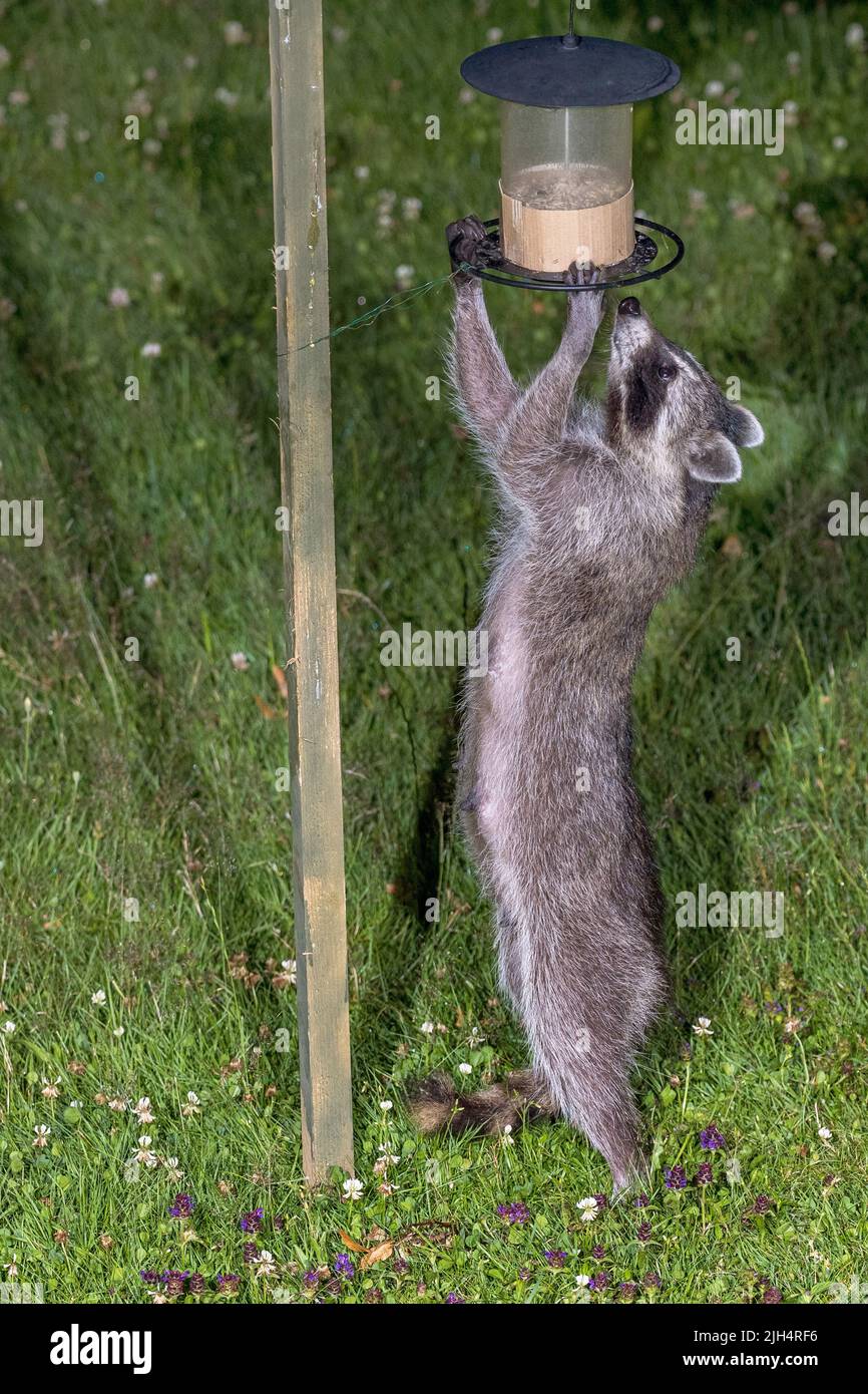 common raccoon (Procyon lotor), female standing erect at a bird feeder ...