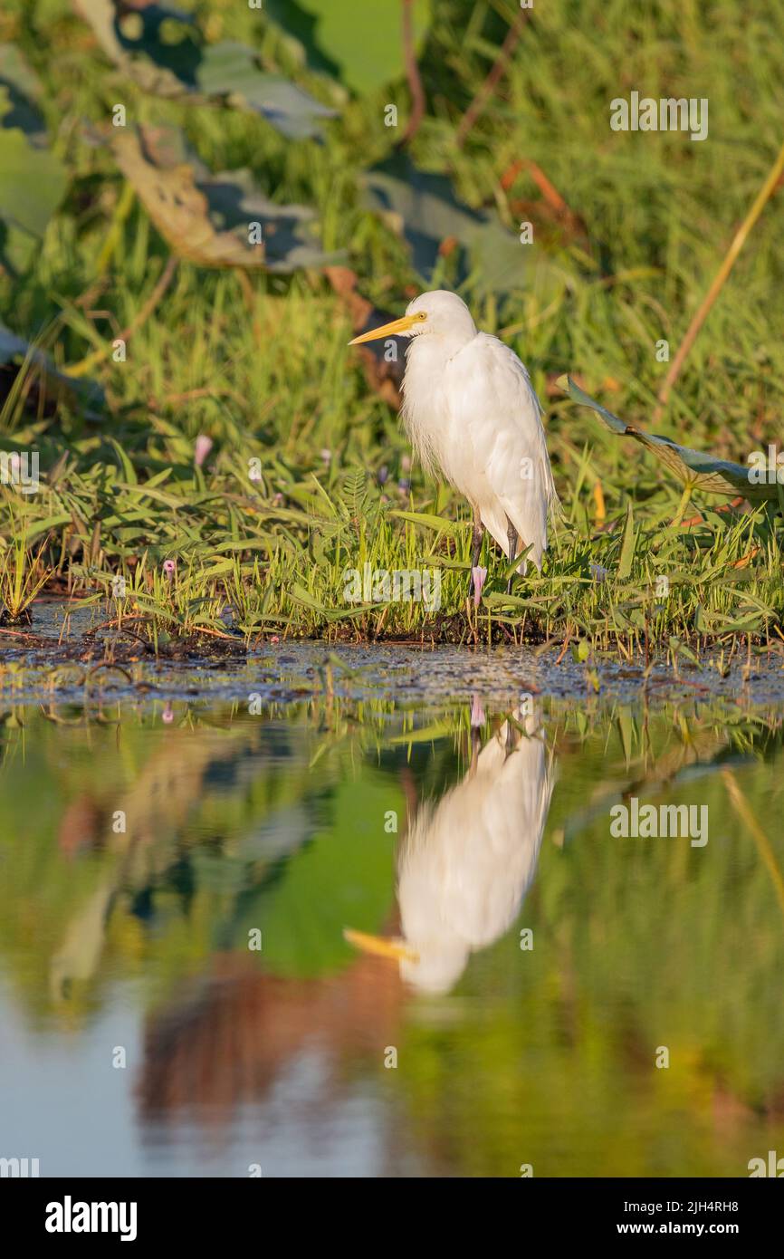 Australian intermediate egrets hi-res stock photography and images - Alamy