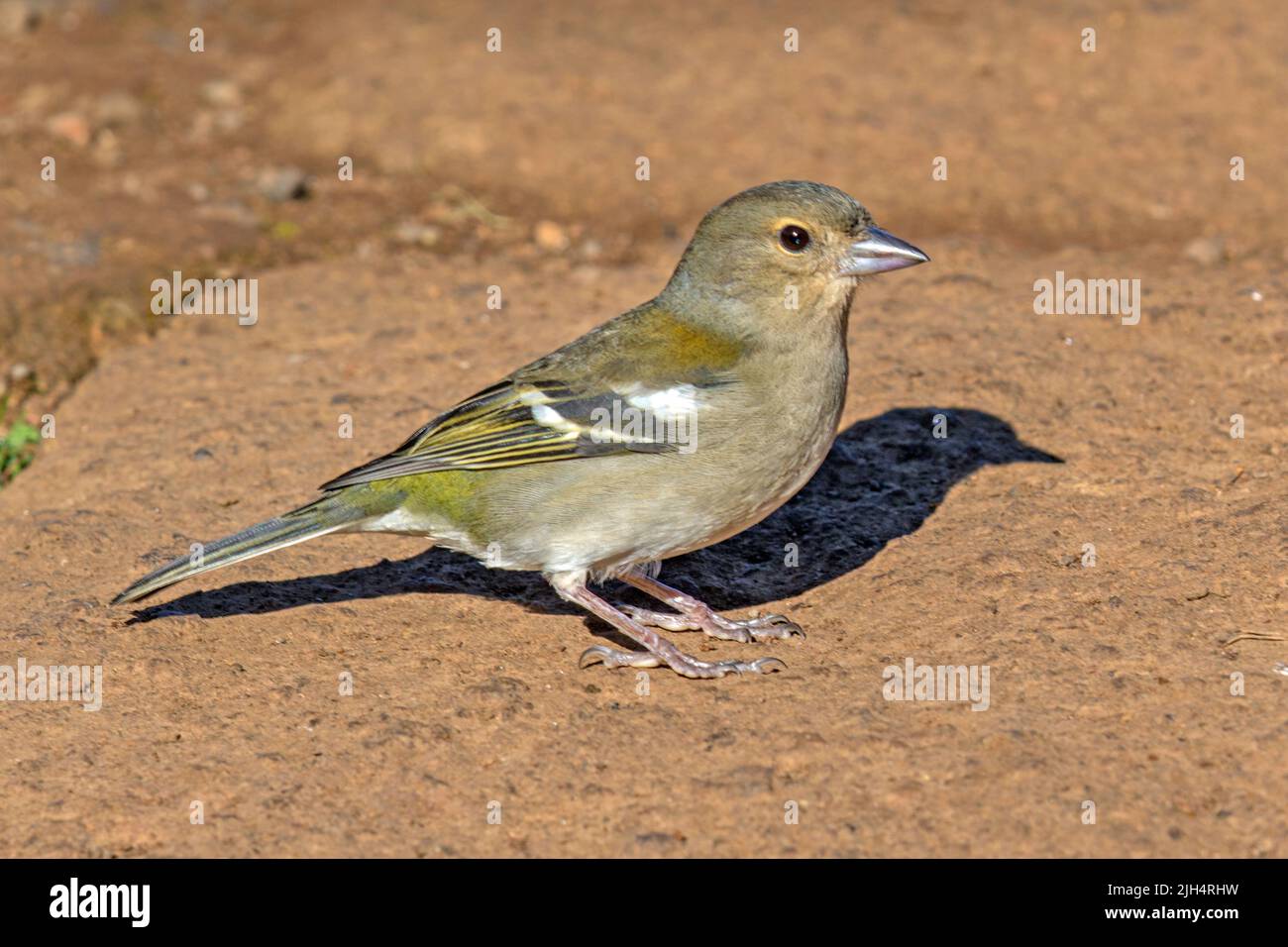 Madeira Chaffinch (Fringilla coelebs maderensis, Fringilla maderensis ...