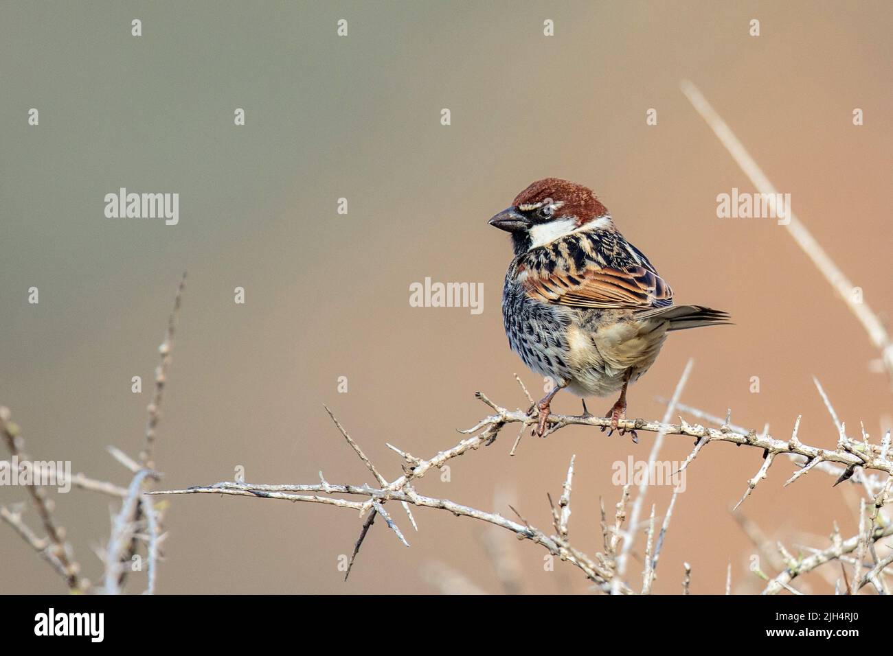Spanish sparrow, willow sparrow (Passer hispaniolensis), male perching ...