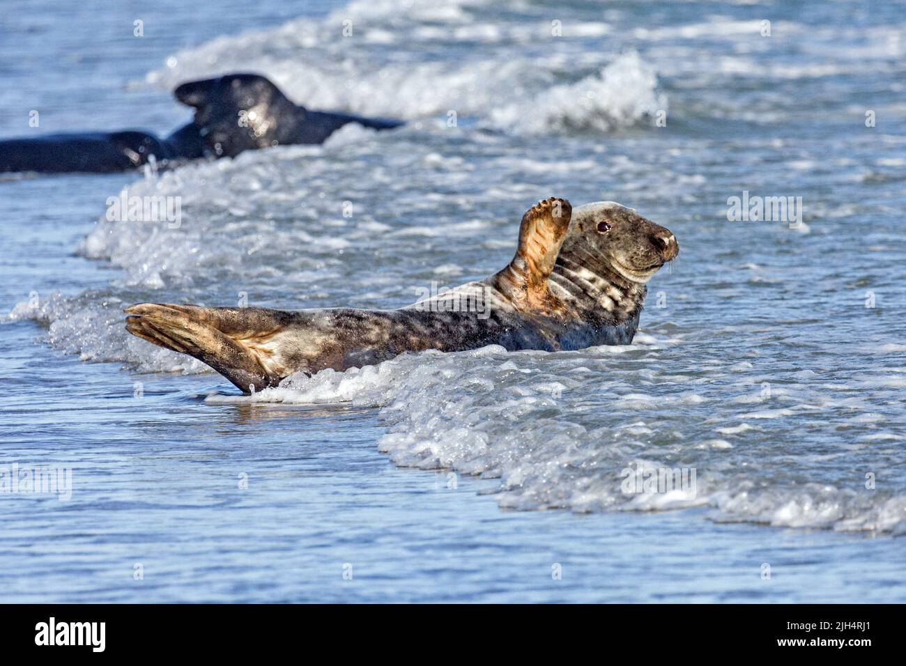 gray seal (Halichoerus grypus), lies waving in the surf, side view ...
