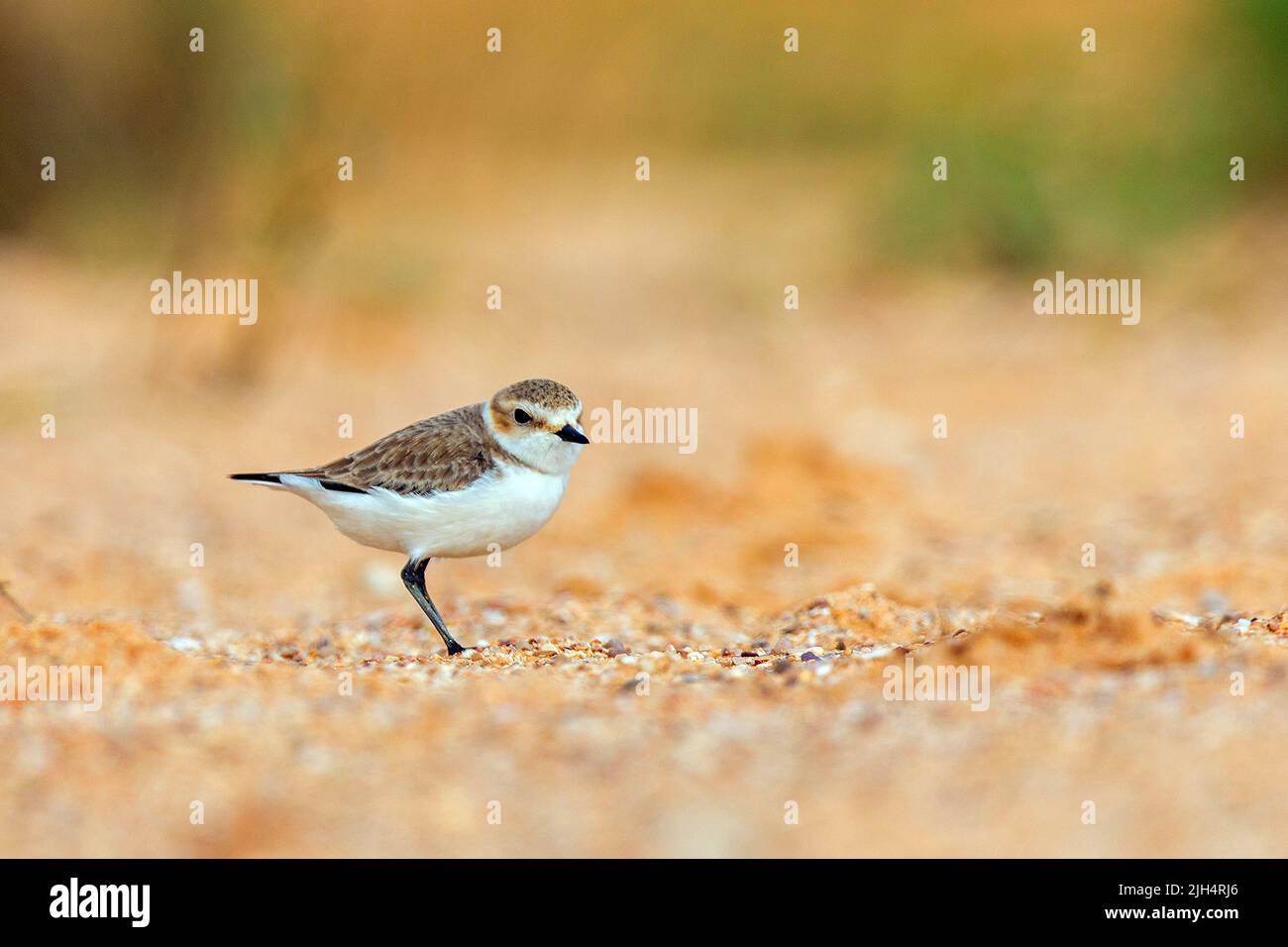 kentish plover (Charadrius alexandrinus), on the beach, Portugal Stock ...
