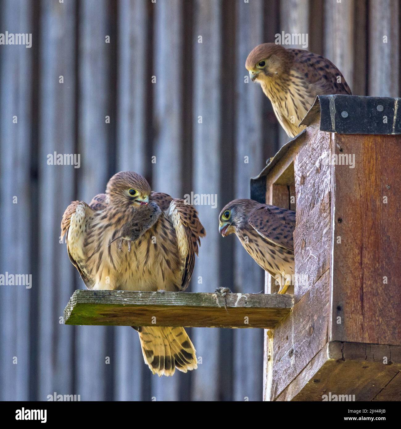 European Kestrel, Eurasian Kestrel, Old World Kestrel, Common Kestrel ...