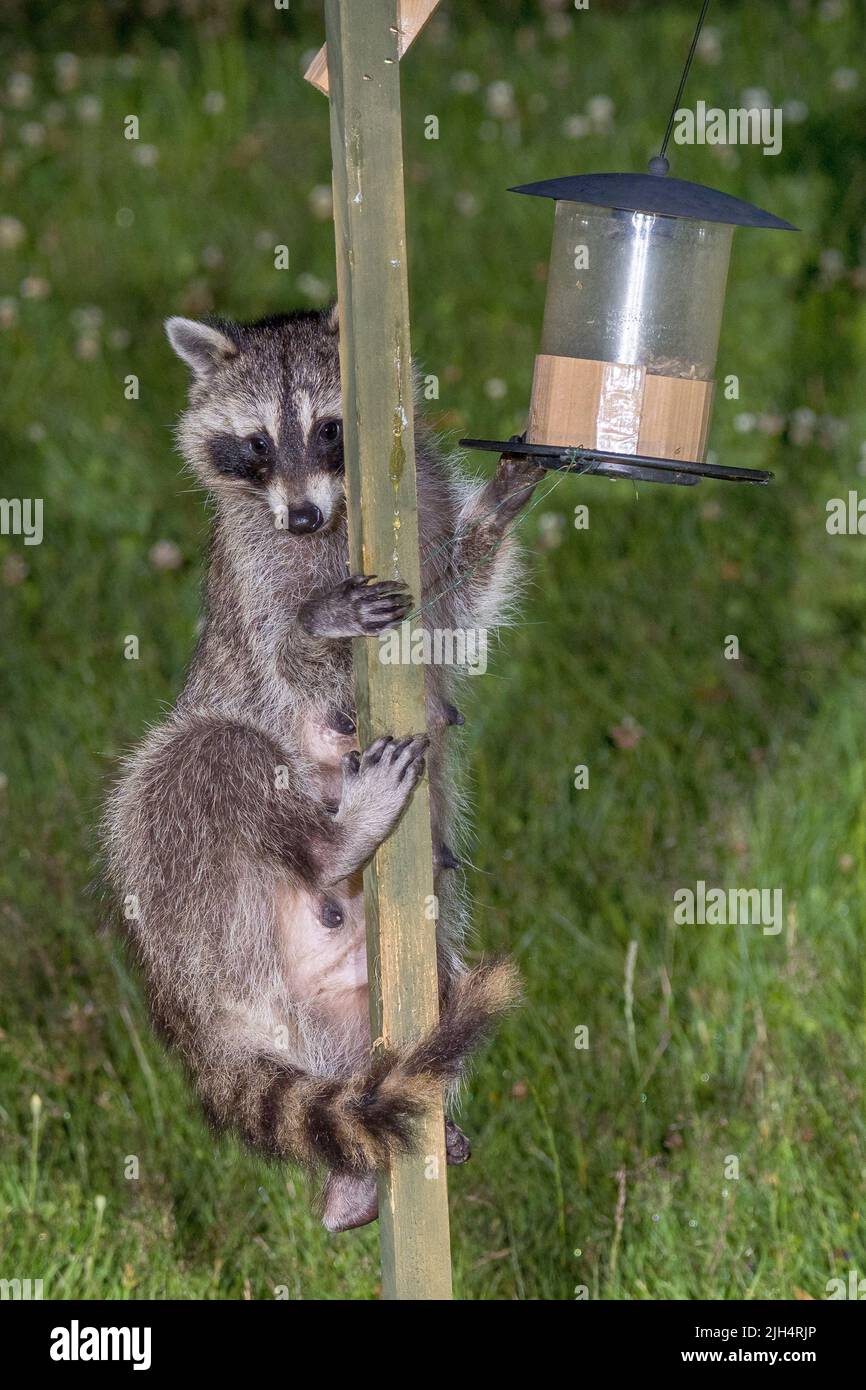 common raccoon (Procyon lotor), female climbing up a feeding station ...