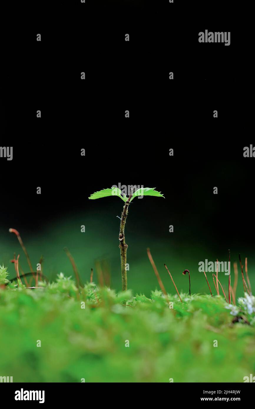 common birch, silver birch, European white birch, white birch (Betula ...