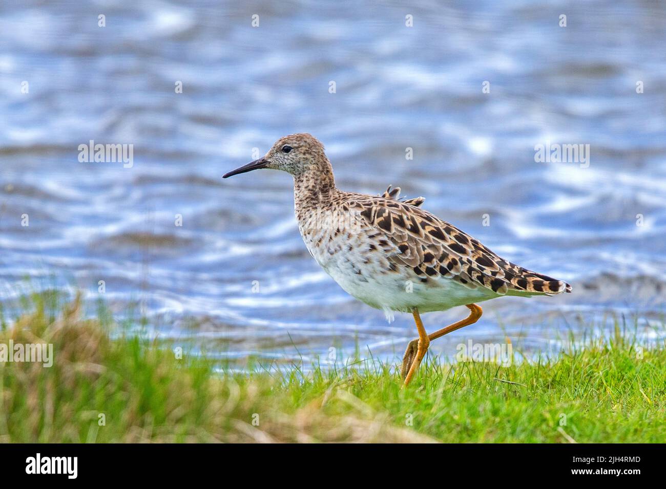 ruff (Philomachus pugnax), female on shore, Germany, Schleswig-Holstein ...