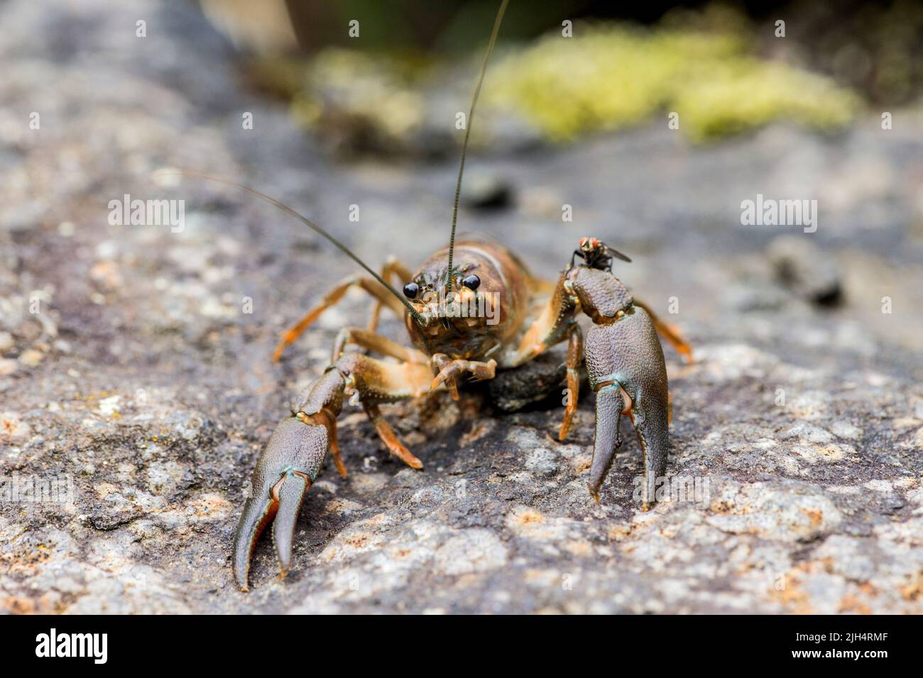 signal crayfish (Pacifastacus leniusculus), on a rock, Germany, Hesse ...