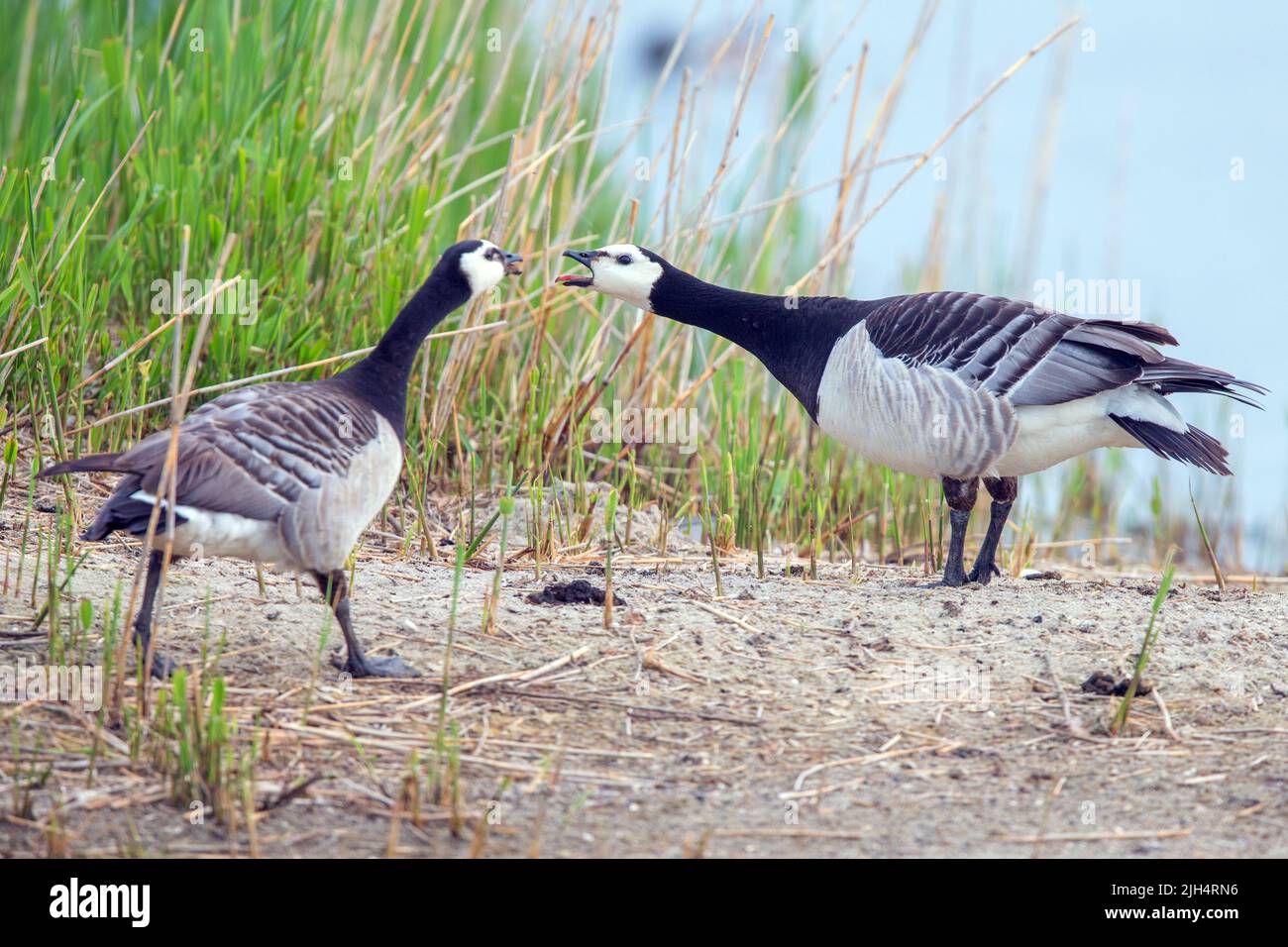barnacle goose (Branta leucopsis), two barnacle geese quarrel, Germany ...