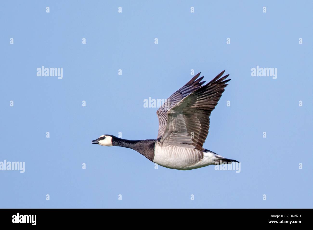 barnacle goose (Branta leucopsis), in flight, side view, Germany Stock ...