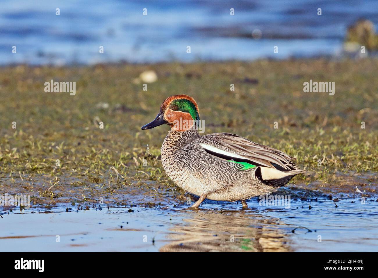 green-winged teal (Anas crecca), drake walking through shallow water ...
