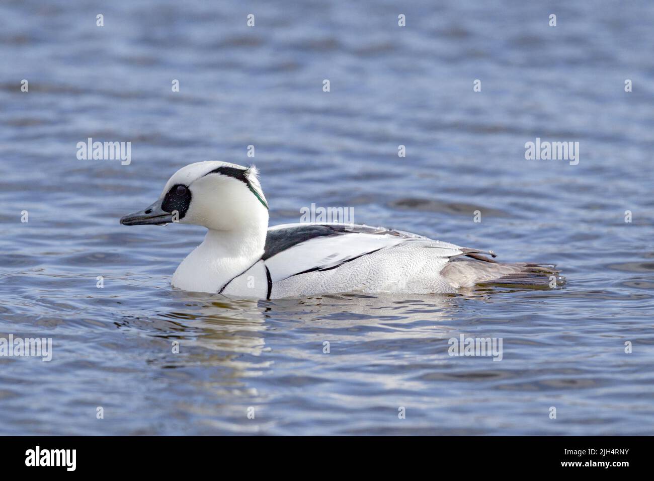 smew (Mergellus albellus, Mergus albellus), swimming drake, side view ...