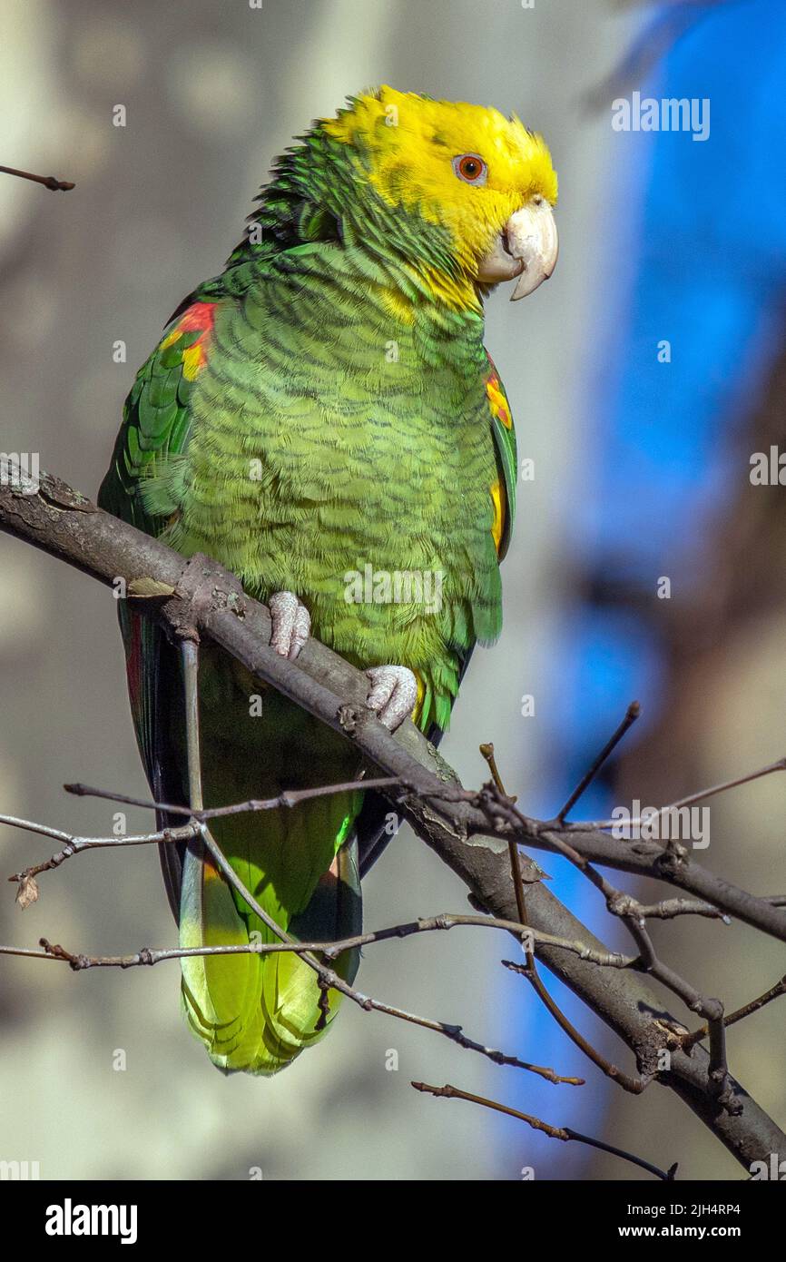 yellow-headed amazon, yellow-headed parrot, double yellow-headed amazon ...