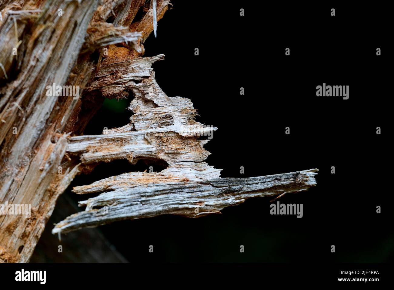 Norway spruce (Picea abies), chipped bark of a dead spruce tree ...