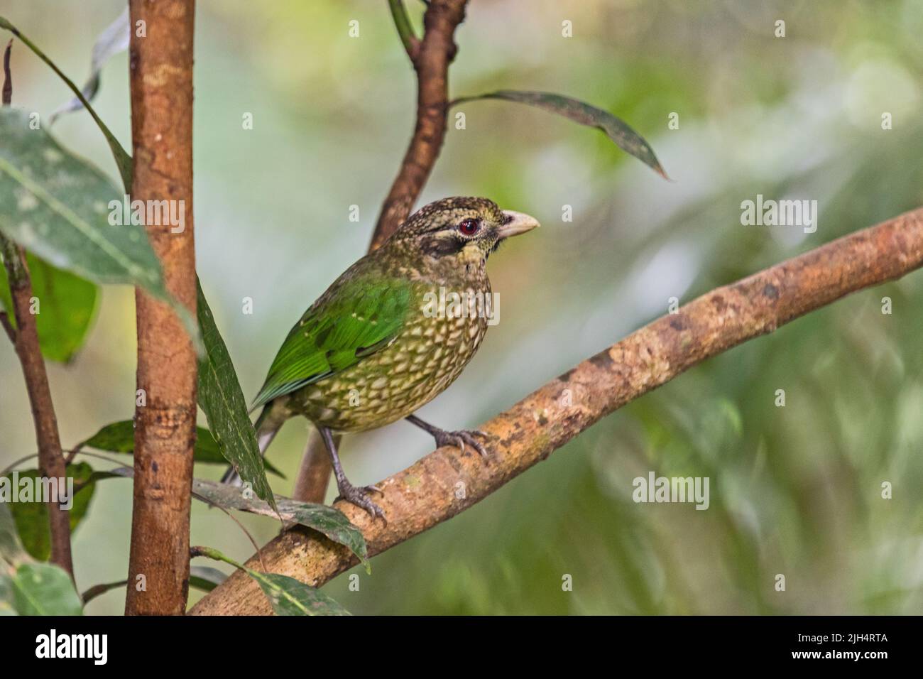 spotted catbird (Ailuroedus melanotis), perched on a branch, Australia ...