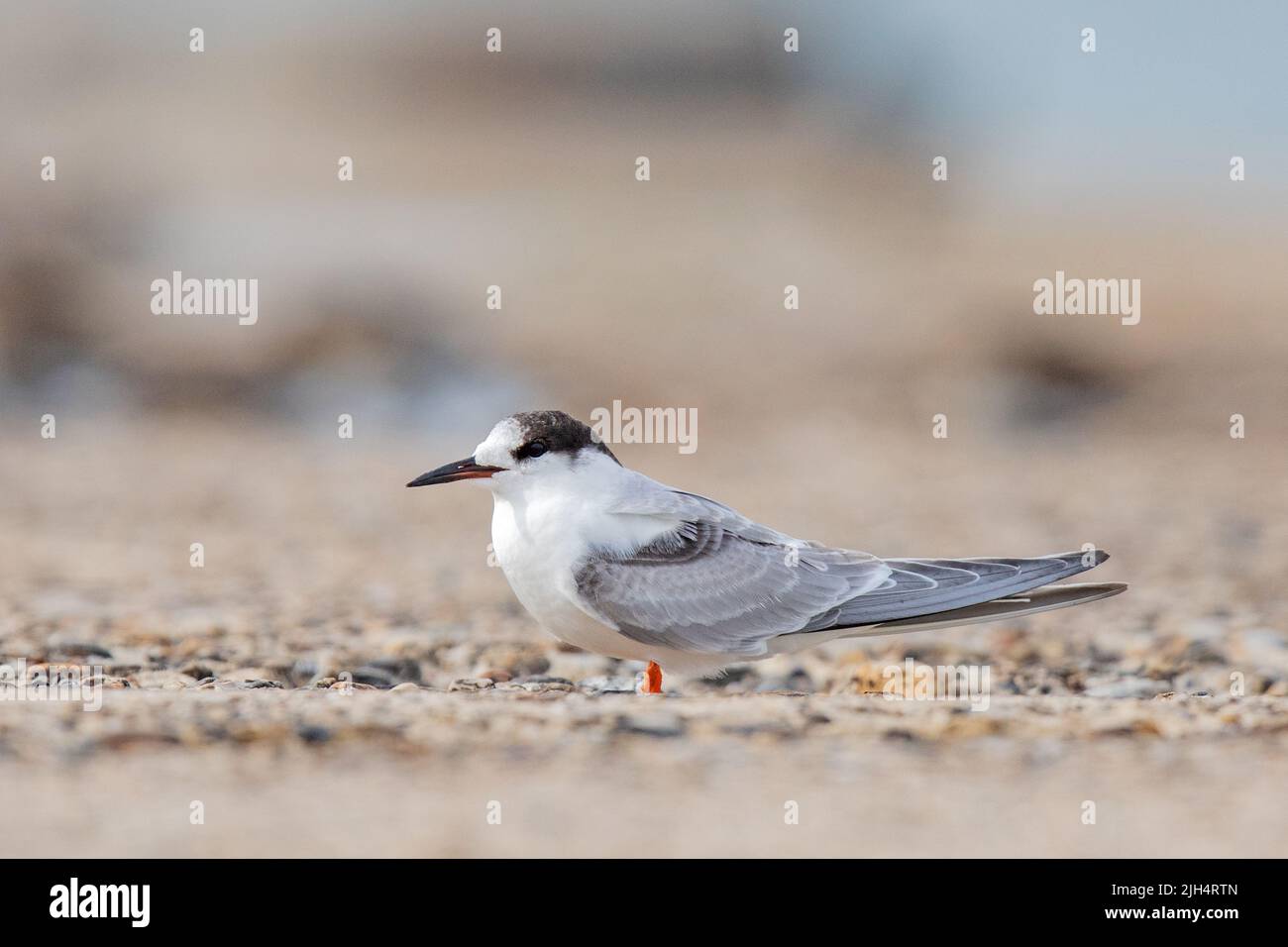 arctic tern (Sterna paradisaea), perching on the ground, side view ...