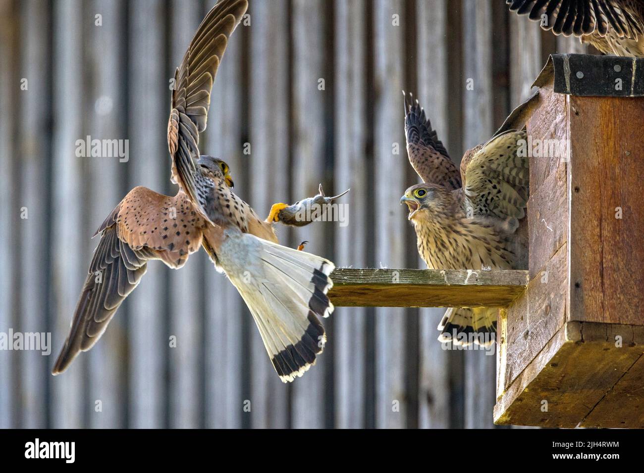 Juvenile kestrel searching for food hi-res stock photography and images ...