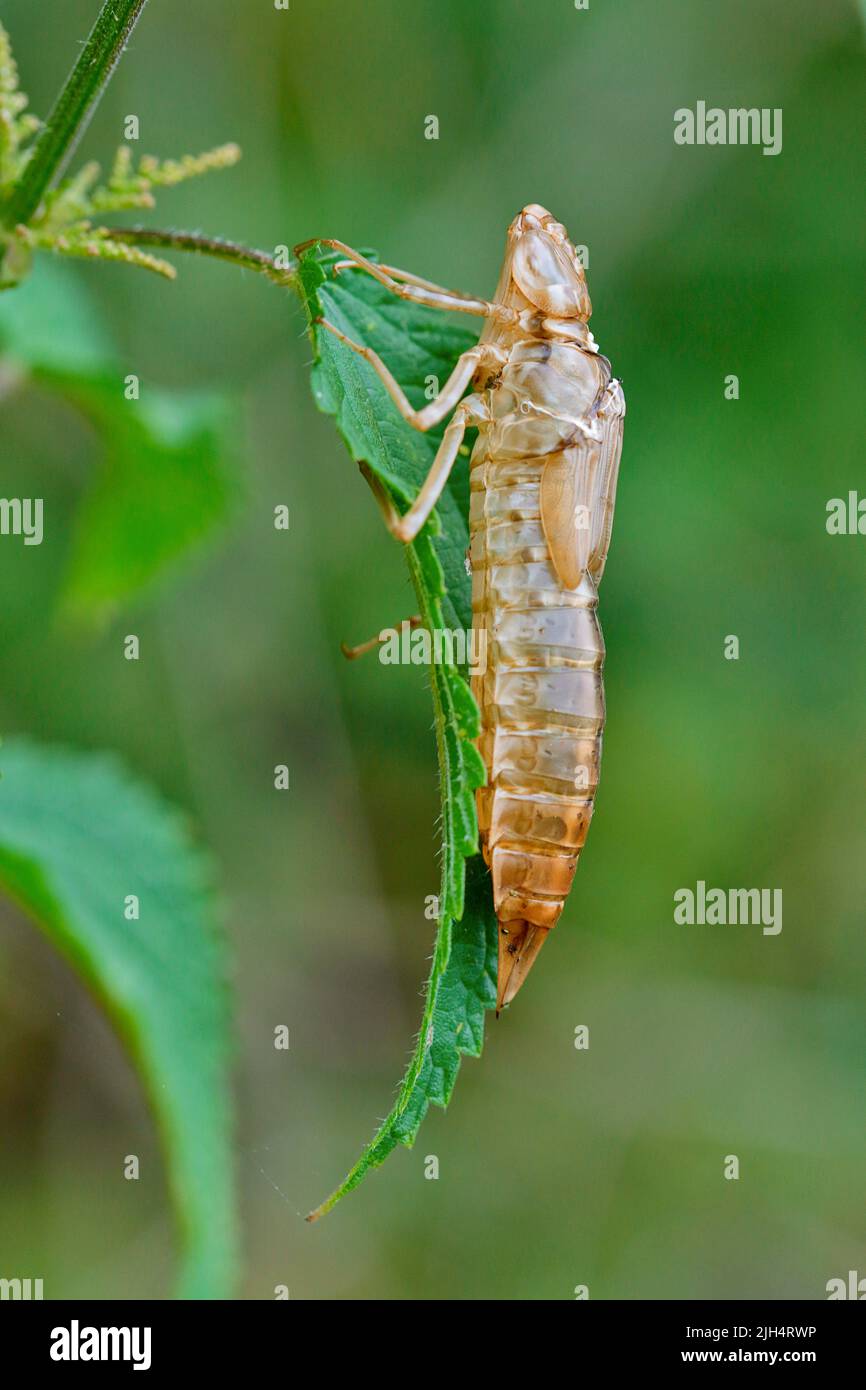 dragonflies; hawkers (Anisoptera), larva of a dragonfly, Germany, North ...