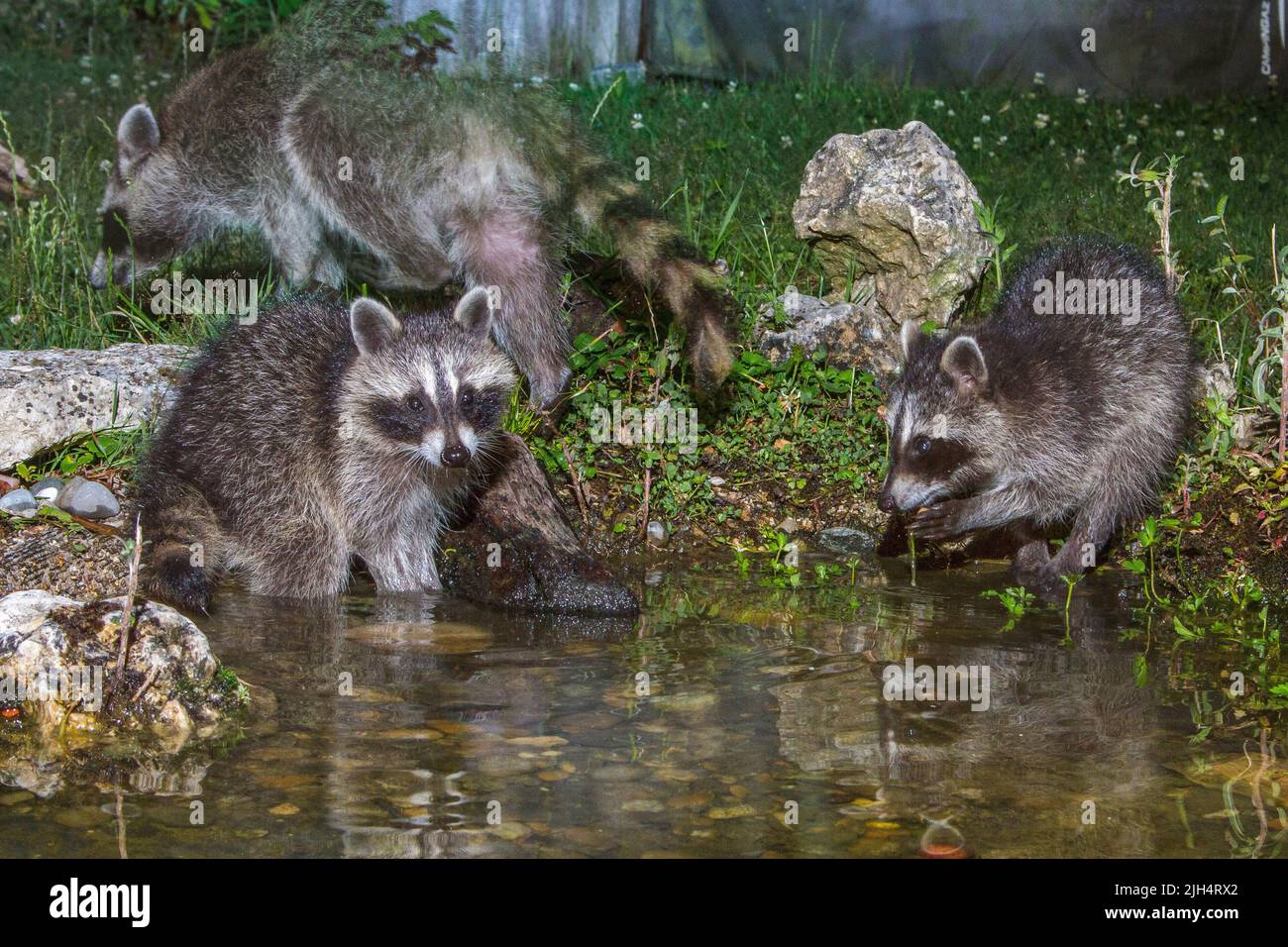 common raccoon (Procyon lotor), female with two puppies at a garden ...