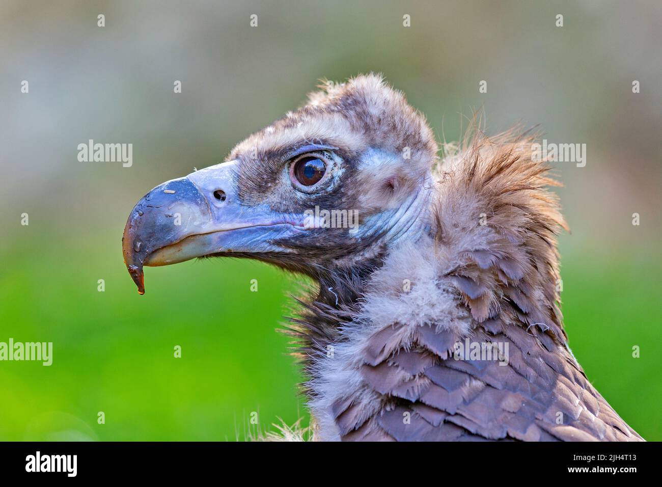 Black vultures mallorca hi-res stock photography and images - Alamy