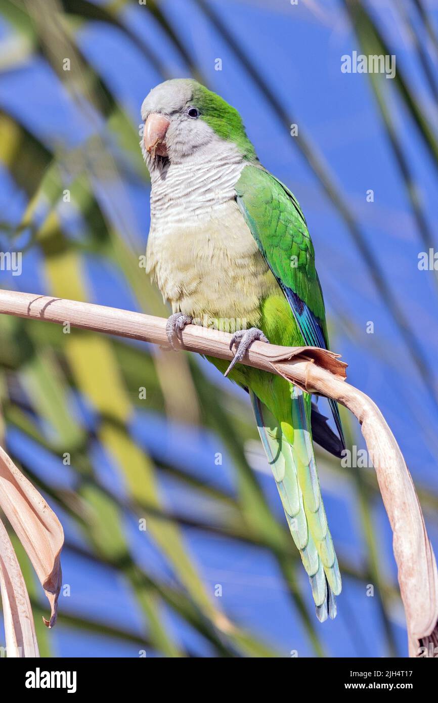 Parakeet on stem hi-res stock photography and images - Alamy