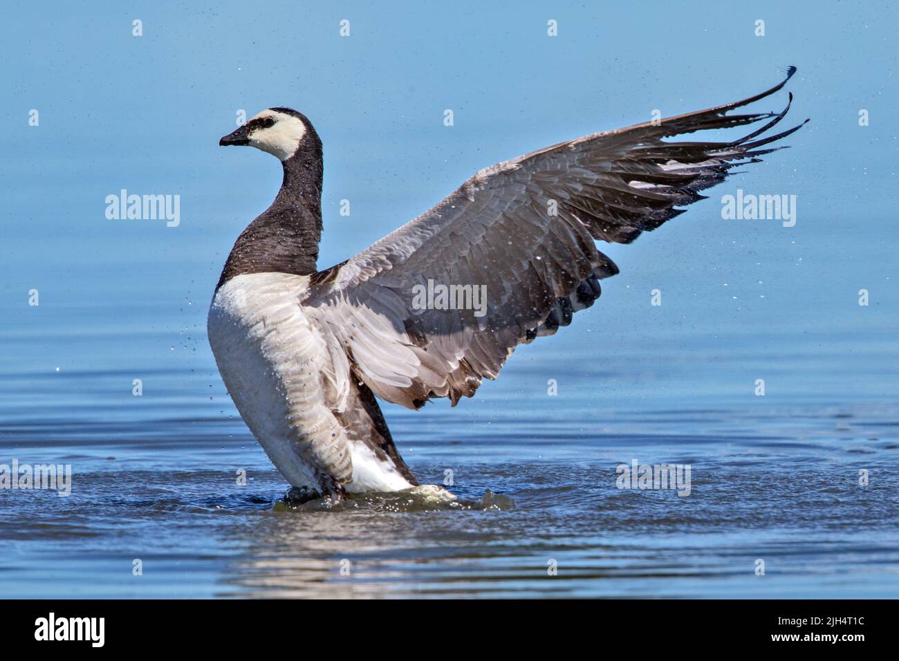 barnacle goose (Branta leucopsis), stands flapping wings in shallow ...