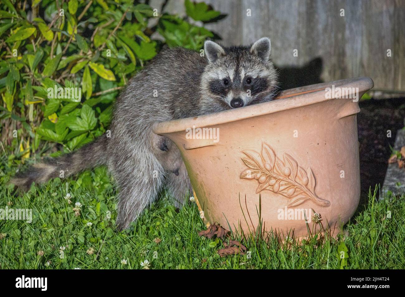 common raccoon (Procyon lotor), female at a flowerpot, Germany, Baden ...