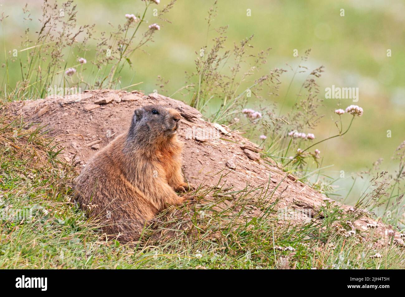 Adult sitting at his burrow at hohe tauern national park hi-res stock ...