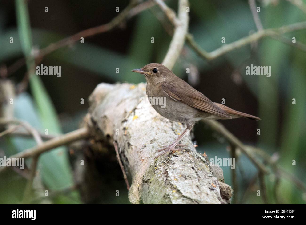 nightingale (Luscinia megarhynchos), perching on a branch, side view ...