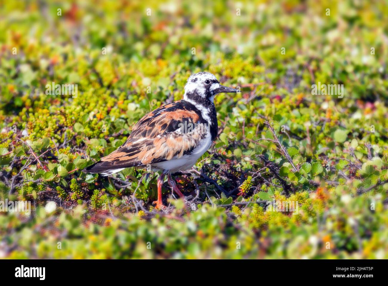 ruddy turnstone (Arenaria interpres), with eclipse plumage, Germany ...