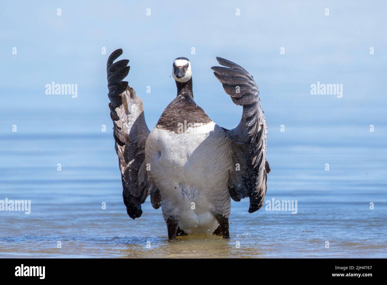 barnacle goose (Branta leucopsis), stands flapping wings in shallow ...