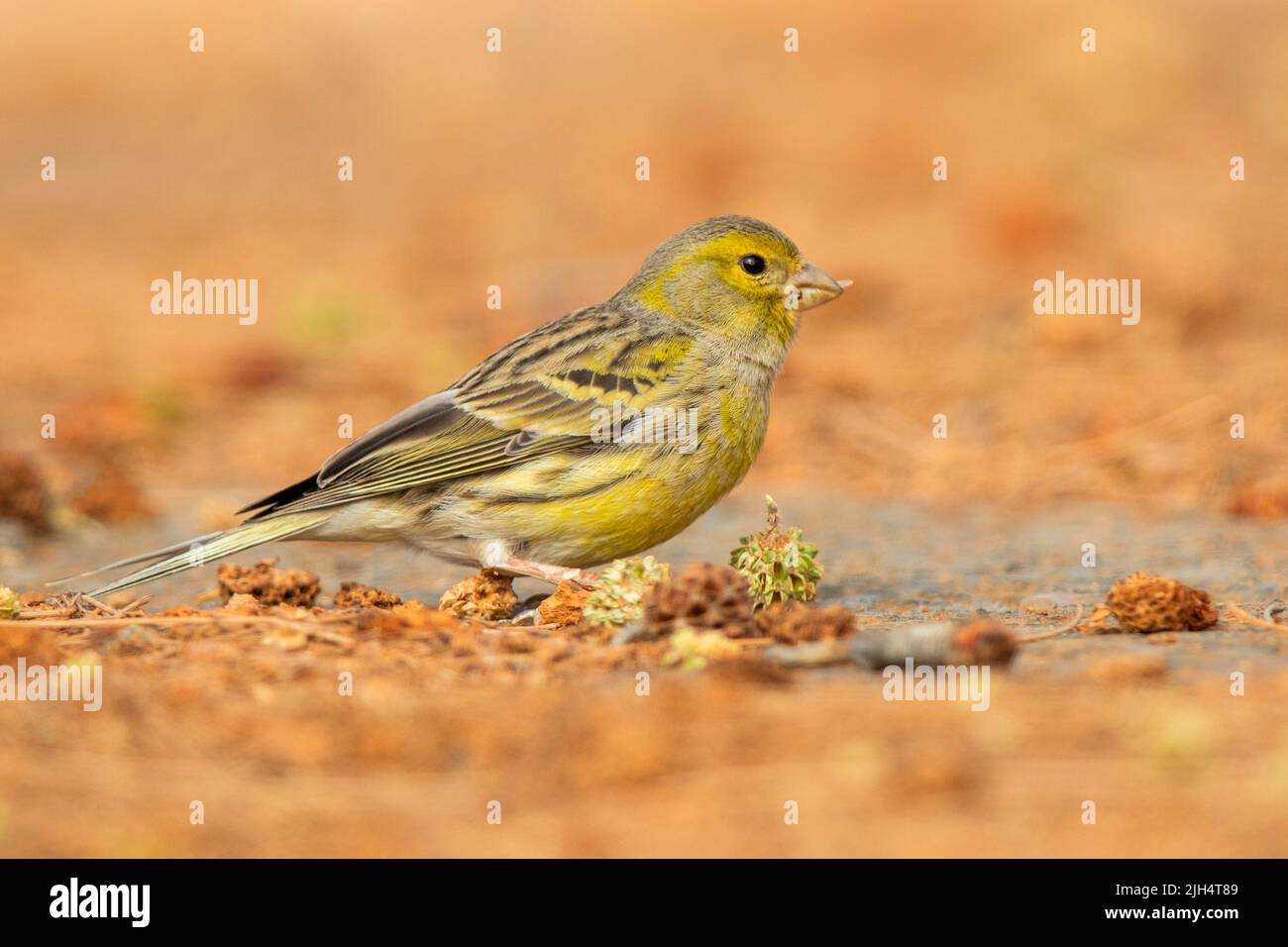 Island canary, Atlantic Canary (Serinus canaria), perched on the ground ...