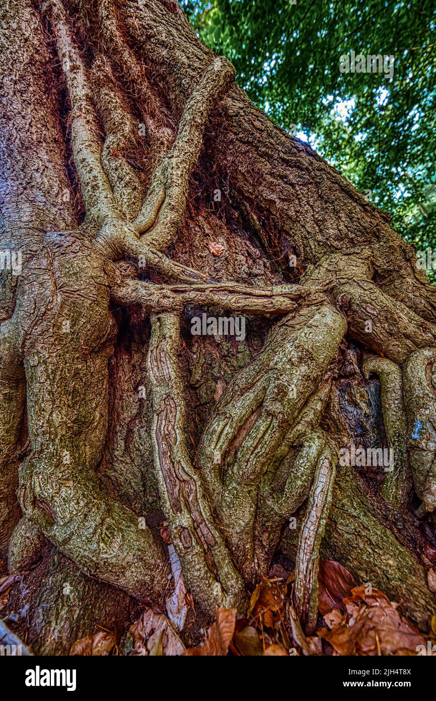 English ivy, common ivy (Hedera helix), grows around a tree trunk, HDR ...