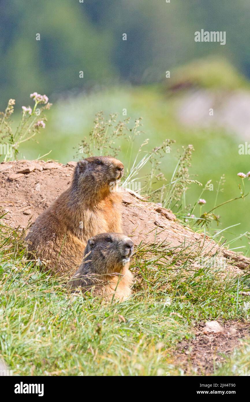 alpine marmot (Marmota marmota), two alpine marmots looking out their burrow, side view, Austria ...