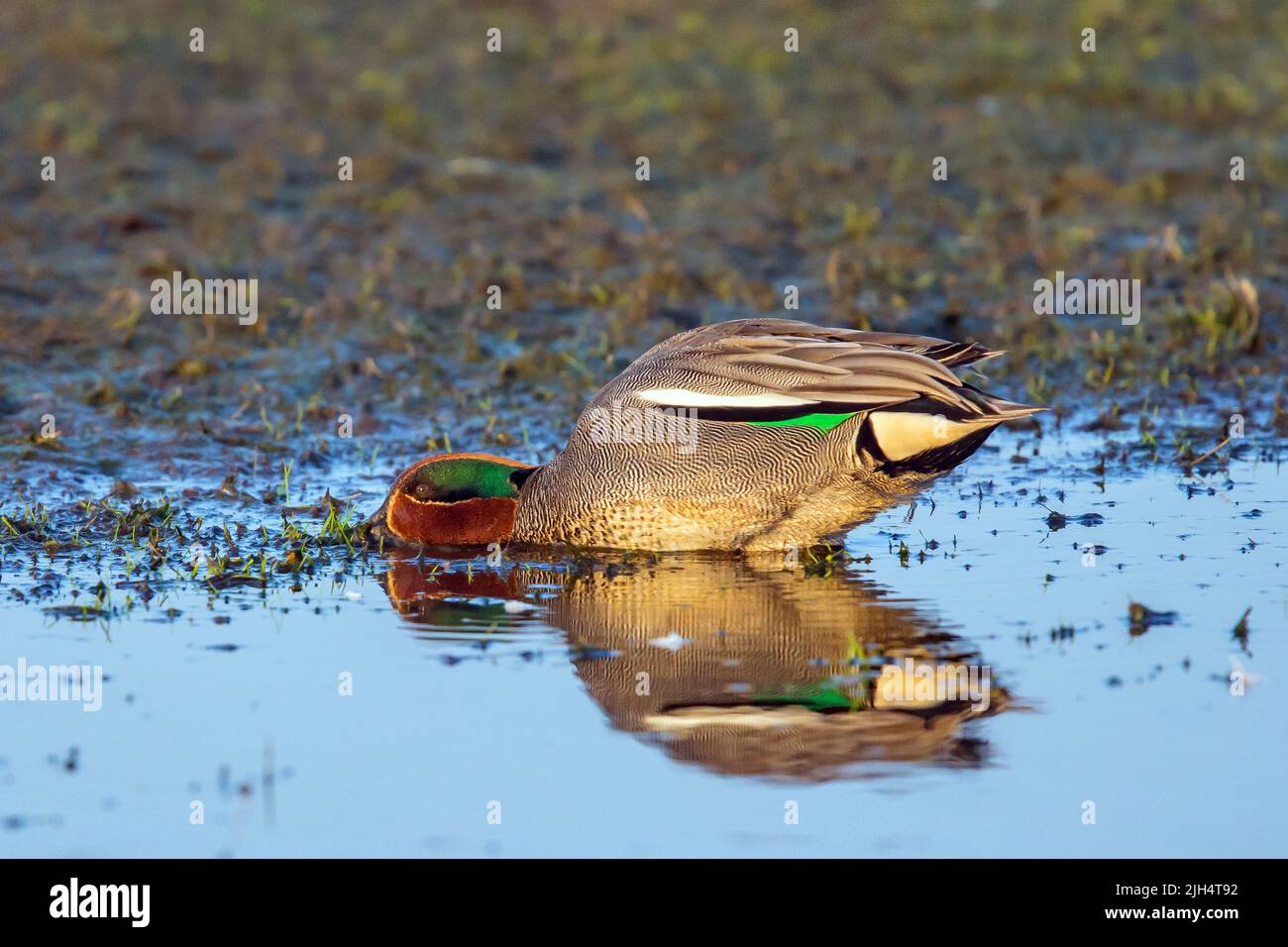 green-winged teal (Anas crecca), drake dabbling in shallow water, side ...