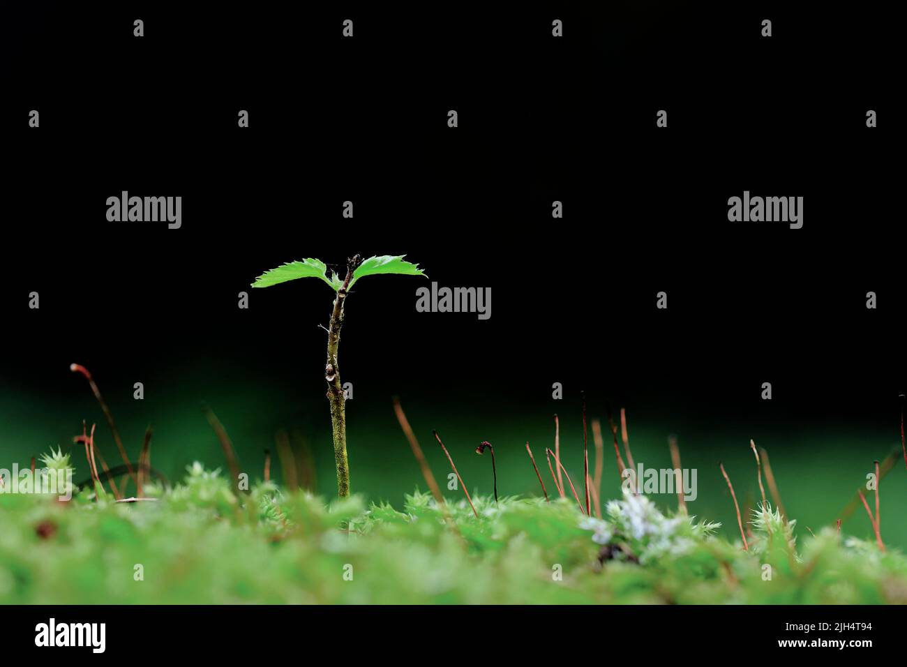 common birch, silver birch, European white birch, white birch (Betula ...