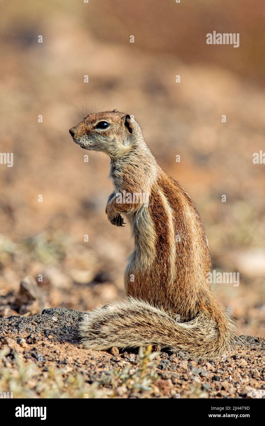 barbary ground squirrel, North African ground squirrel (Atlantoxerus ...