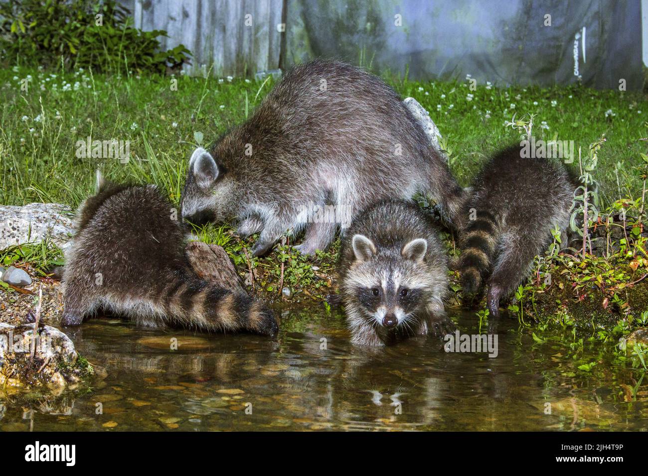common raccoon (Procyon lotor), female with three puppies at a garden ...