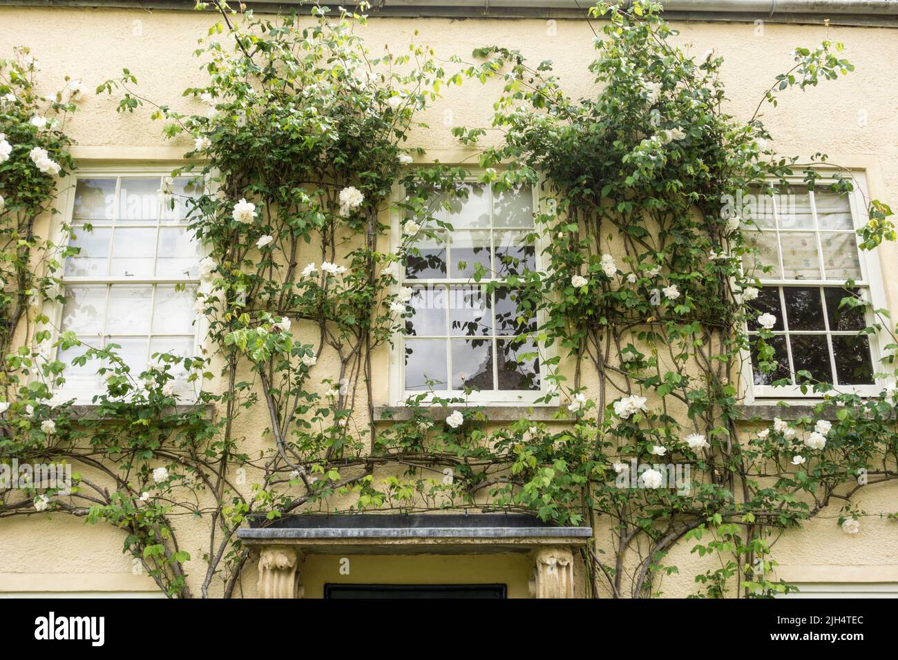 Climbing rose climbing roses hi-res stock photography and images - Alamy