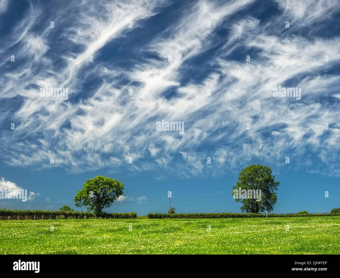 Field of wispy forms hi-res stock photography and images - Alamy