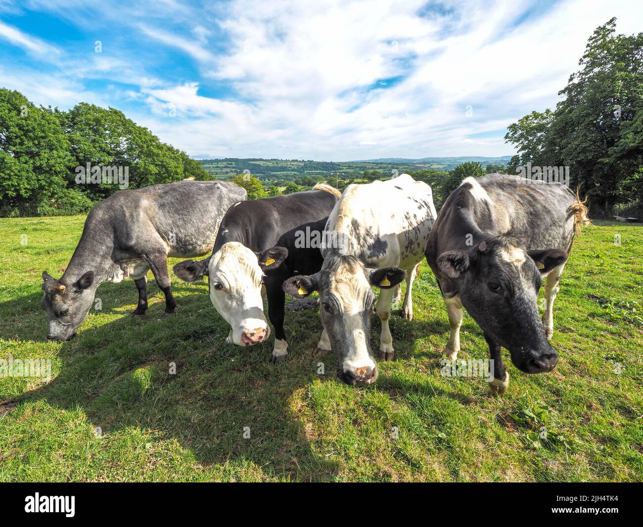 Group of cattle including ancient Welsh Blues, Wales Stock Photo - Alamy
