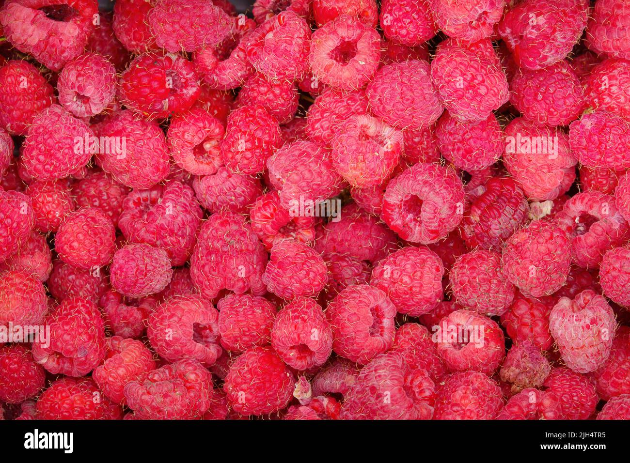 Fresh raspberry background. Big juicy raspberry handpicked in the bowl ...